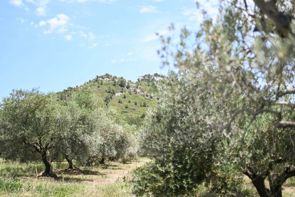 Grand Cru Olive Oils | Estoublon