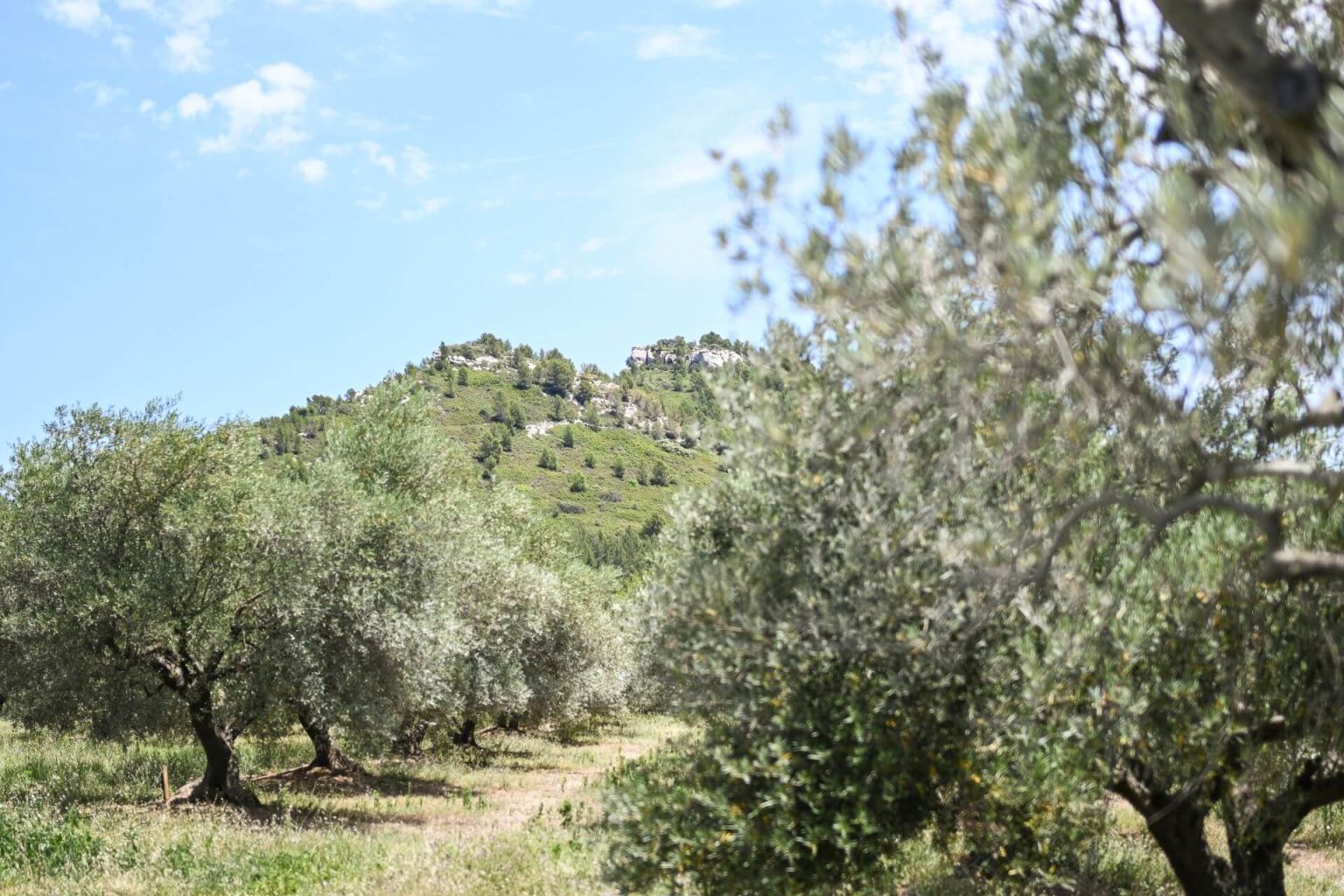 Estoublon - Huile d'Olive des Baux-de-Provence