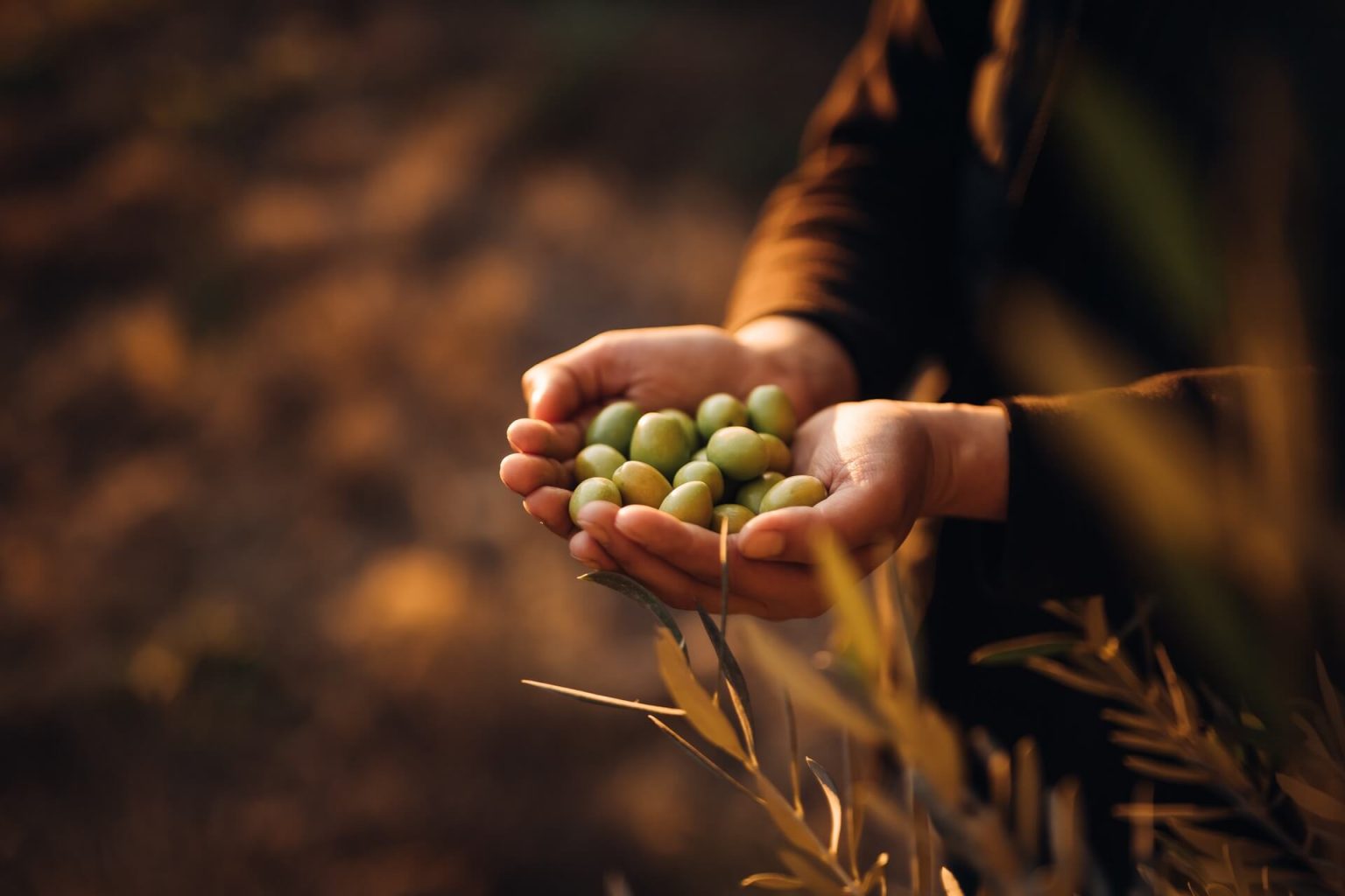 Picholine – Extra Virgin Olive Oil